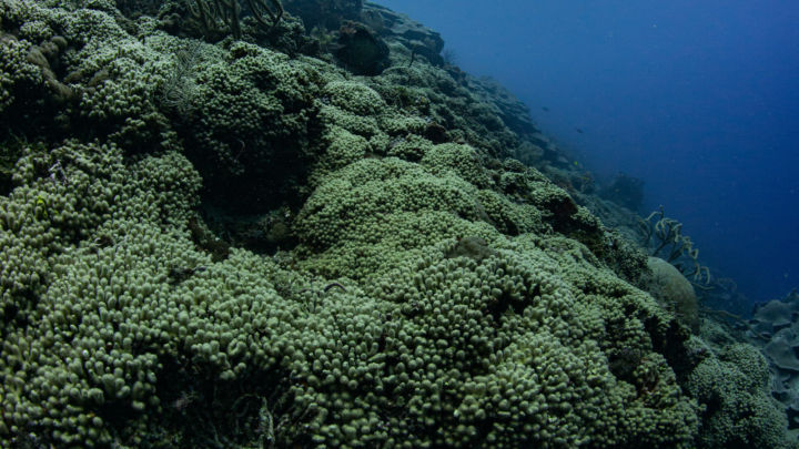 Coral Reefs of Northeast Tobago – Maritime Ocean Collection